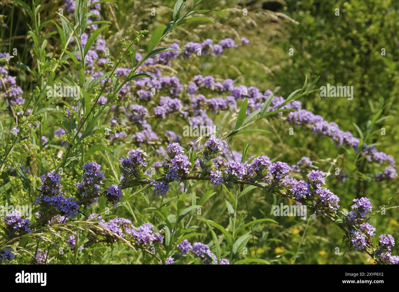 Narrow-leaved summer lilac blooms in summer, Buddleja alternifolia is ...