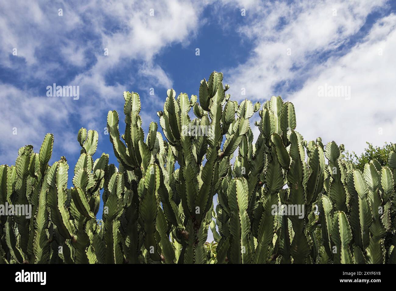 Cactus plants tenerife island canaries hi-res stock photography and ...