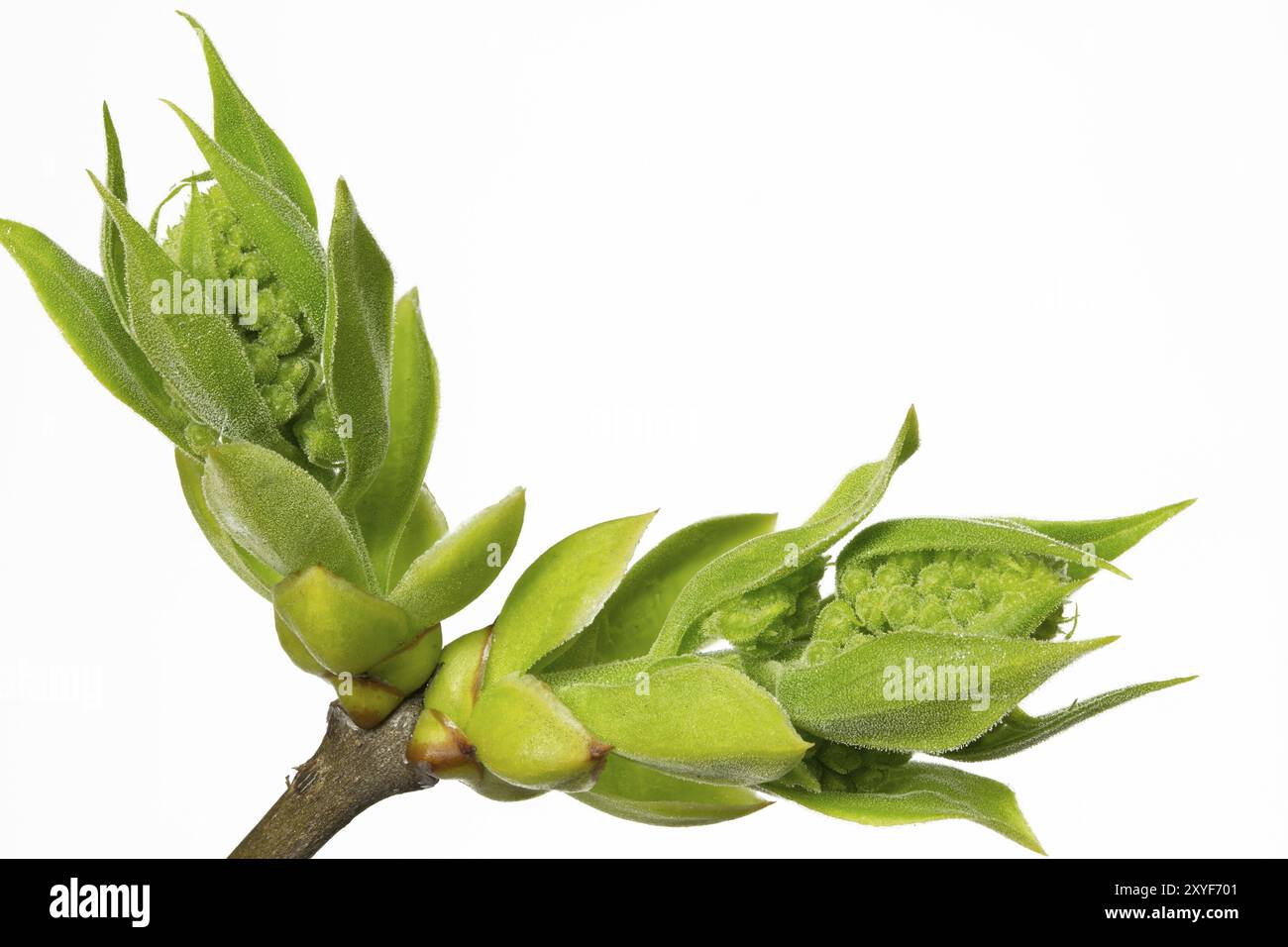 Lilac buds, close-up Stock Photo - Alamy