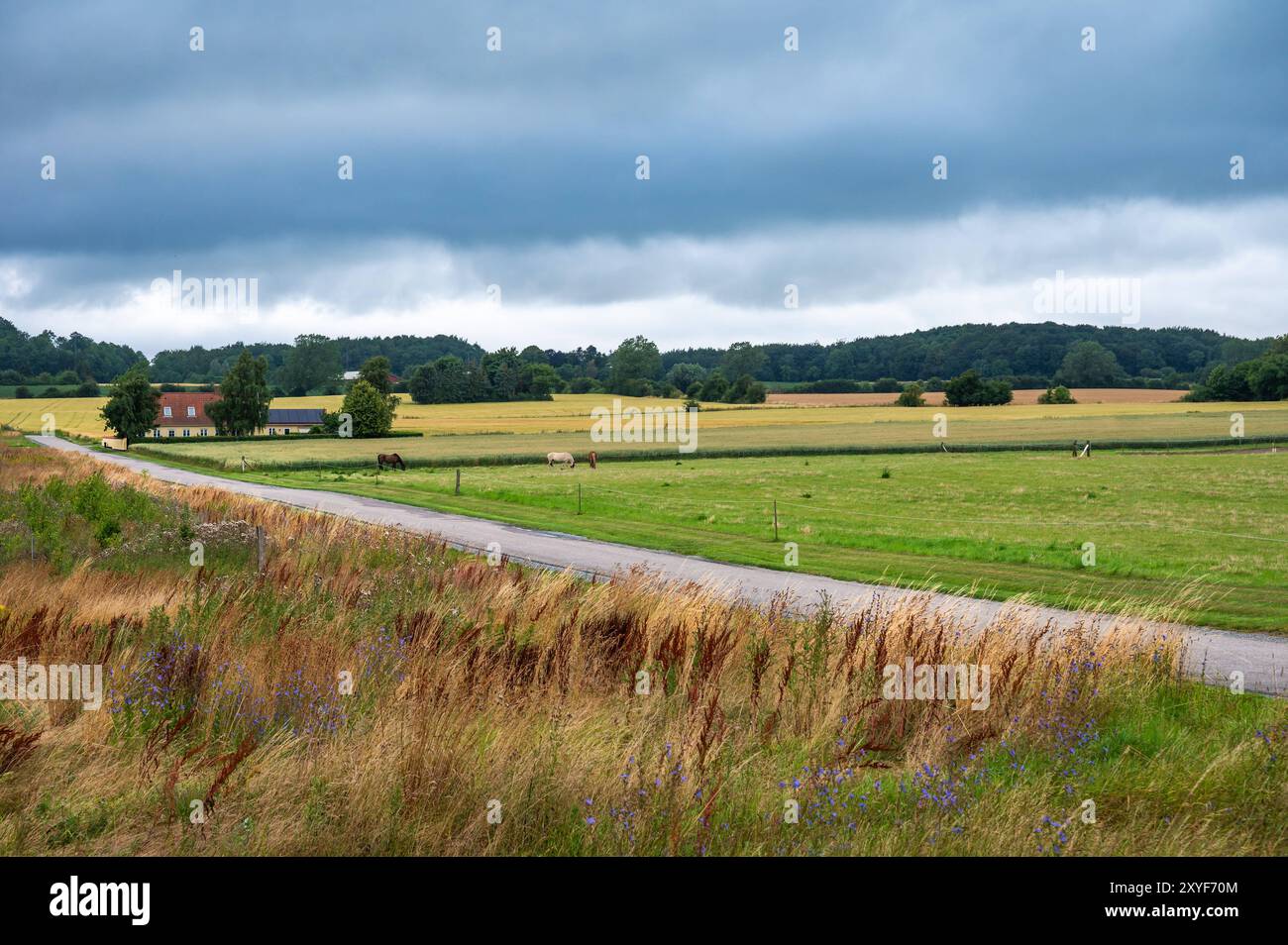 Pasture landscape with colorful grasses at the Danish countryside ...