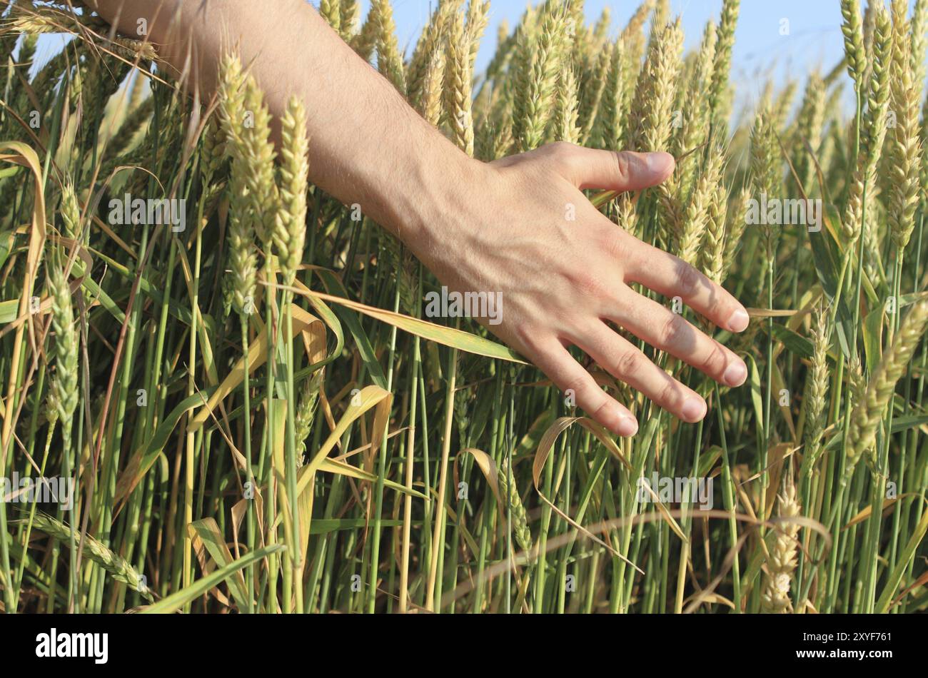 Man running his hand through some wheat in a field Stock Photo - Alamy