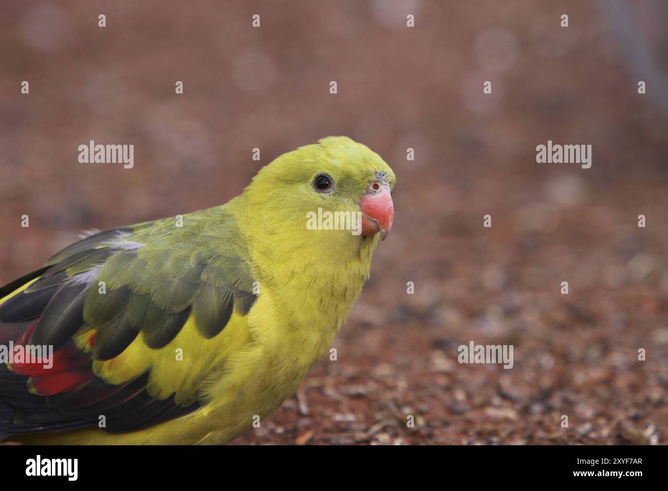 Mountain parakeet hi-res stock photography and images - Alamy