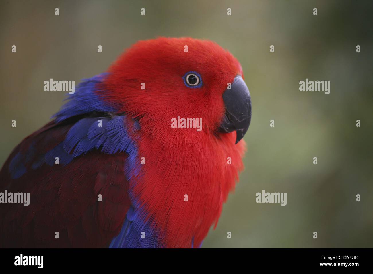 Eclectus roratus (female), the male is completely different coloured ...