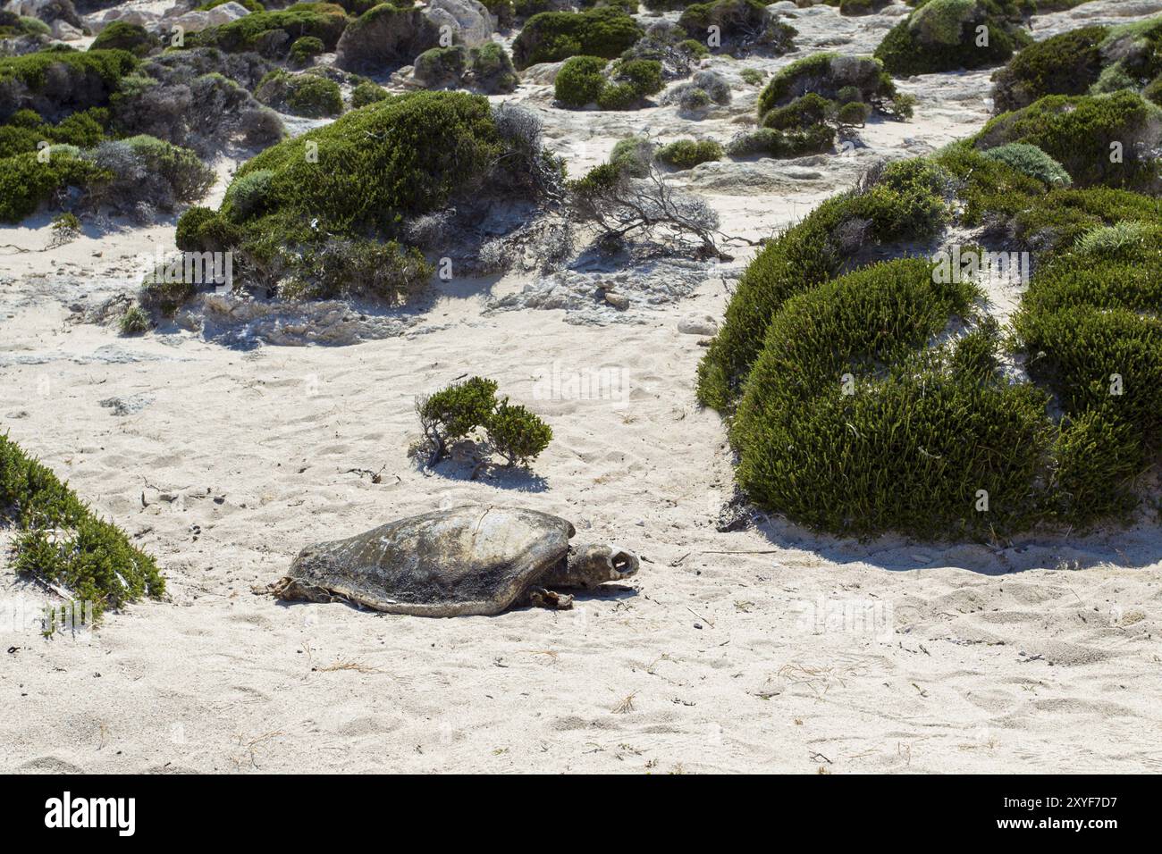 Dead turtle hi-res stock photography and images - Alamy