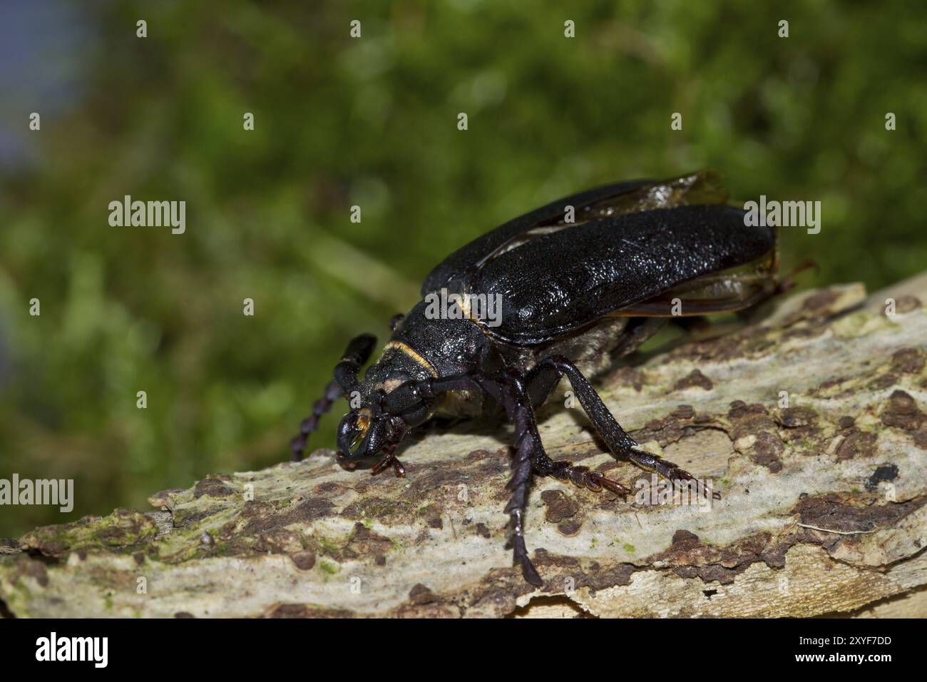 Prionus longhorn beetles hi-res stock photography and images - Alamy