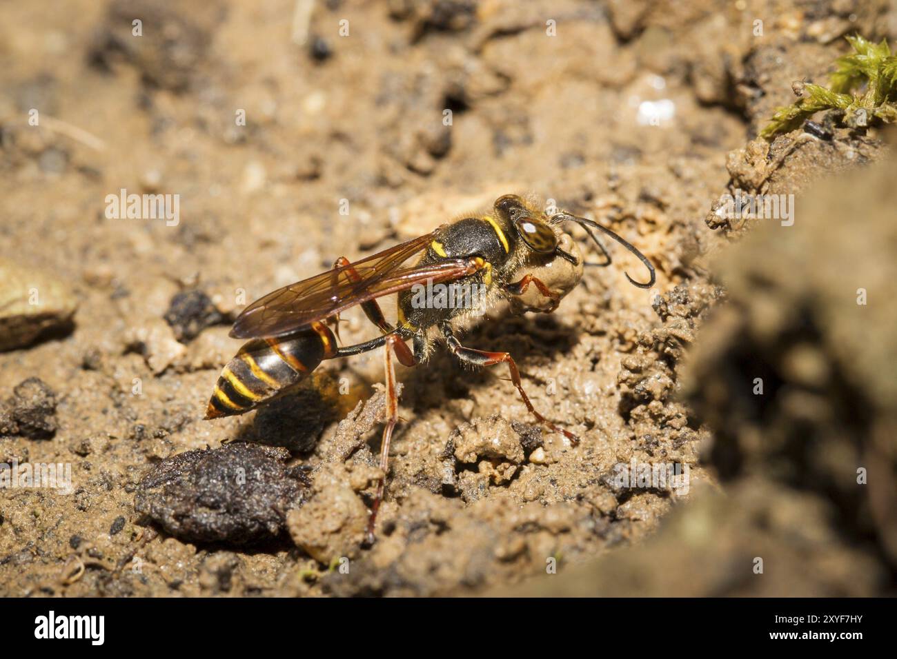 Oriental mortar, Oriental mortar wasp (Sceliphron curvatum Stock Photo ...