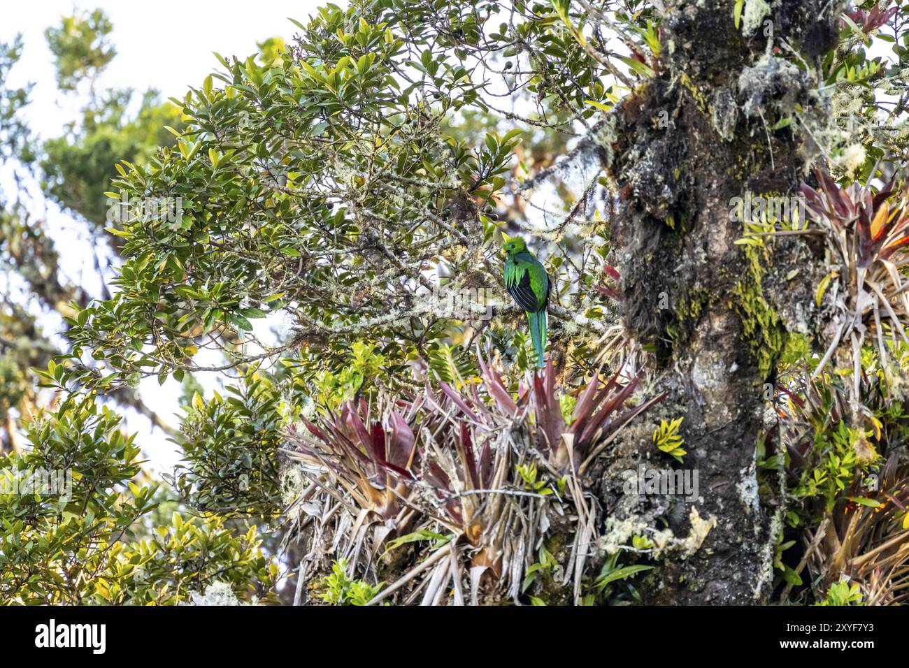Resplendent quetzals (Pharomachrus mocinno) sitting on a tree in the ...