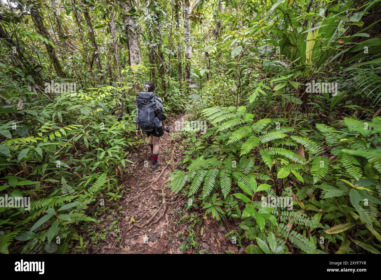 Young woman on a hiking trail in the rainforest, tourist hiking in the ...