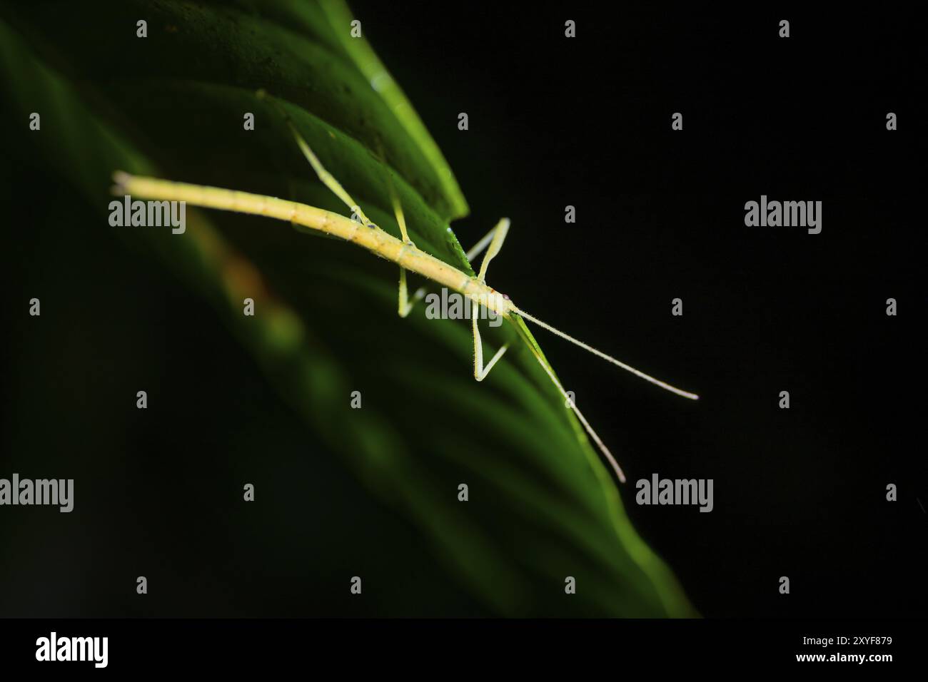 Stick insect (Phasmatodea) sitting on a leaf, at night in the tropical ...