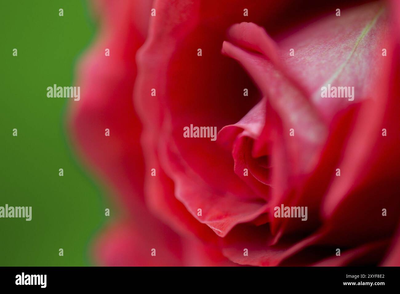 Close-up with a fast aperture of an intense red rose Stock Photo - Alamy