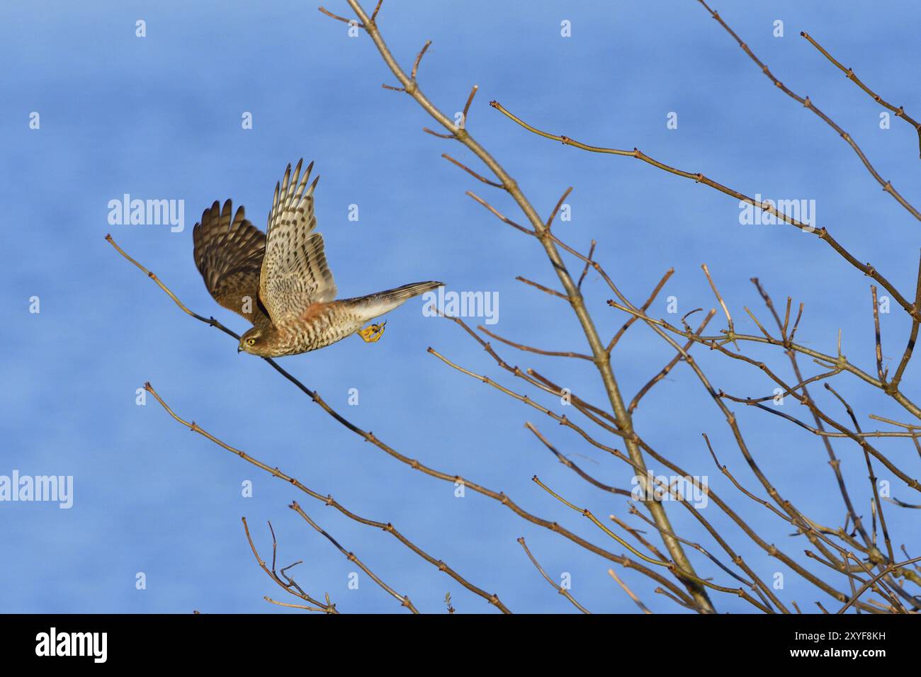 Juvenile Eurasian sparrowhawk in the first winter. Eurasian sparrowhawk ...