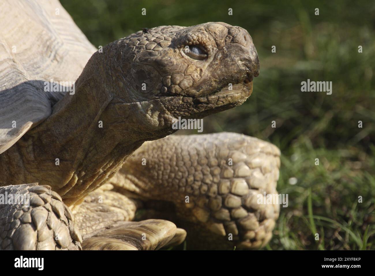 African spur thighed tortoises hi-res stock photography and images - Alamy
