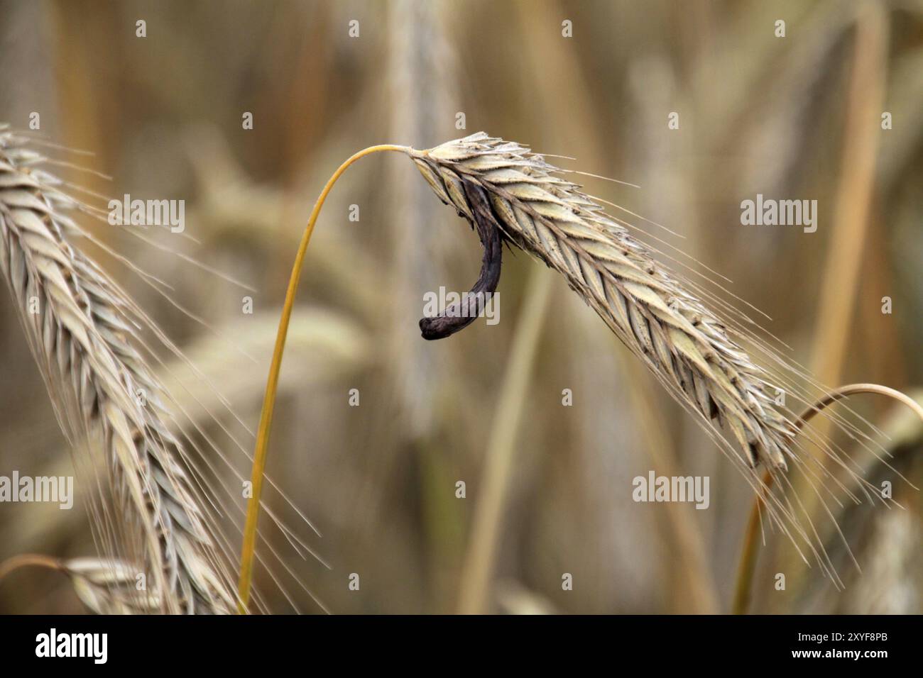 Ergot hi-res stock photography and images - Alamy
