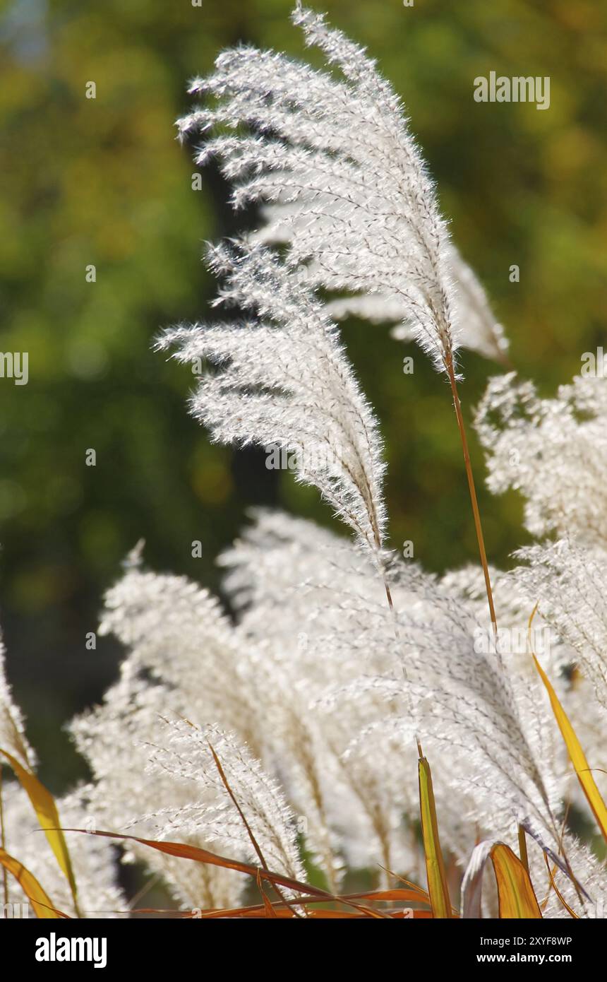 Chinese reed, Chinese silver grey 01 Stock Photo - Alamy