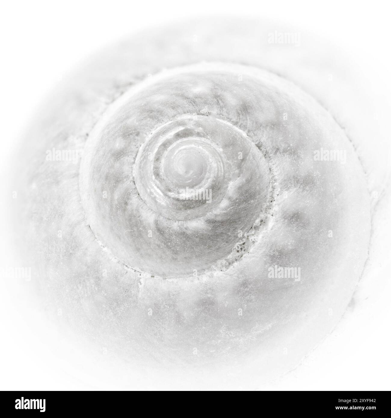 Sea snail, square format Stock Photo - Alamy