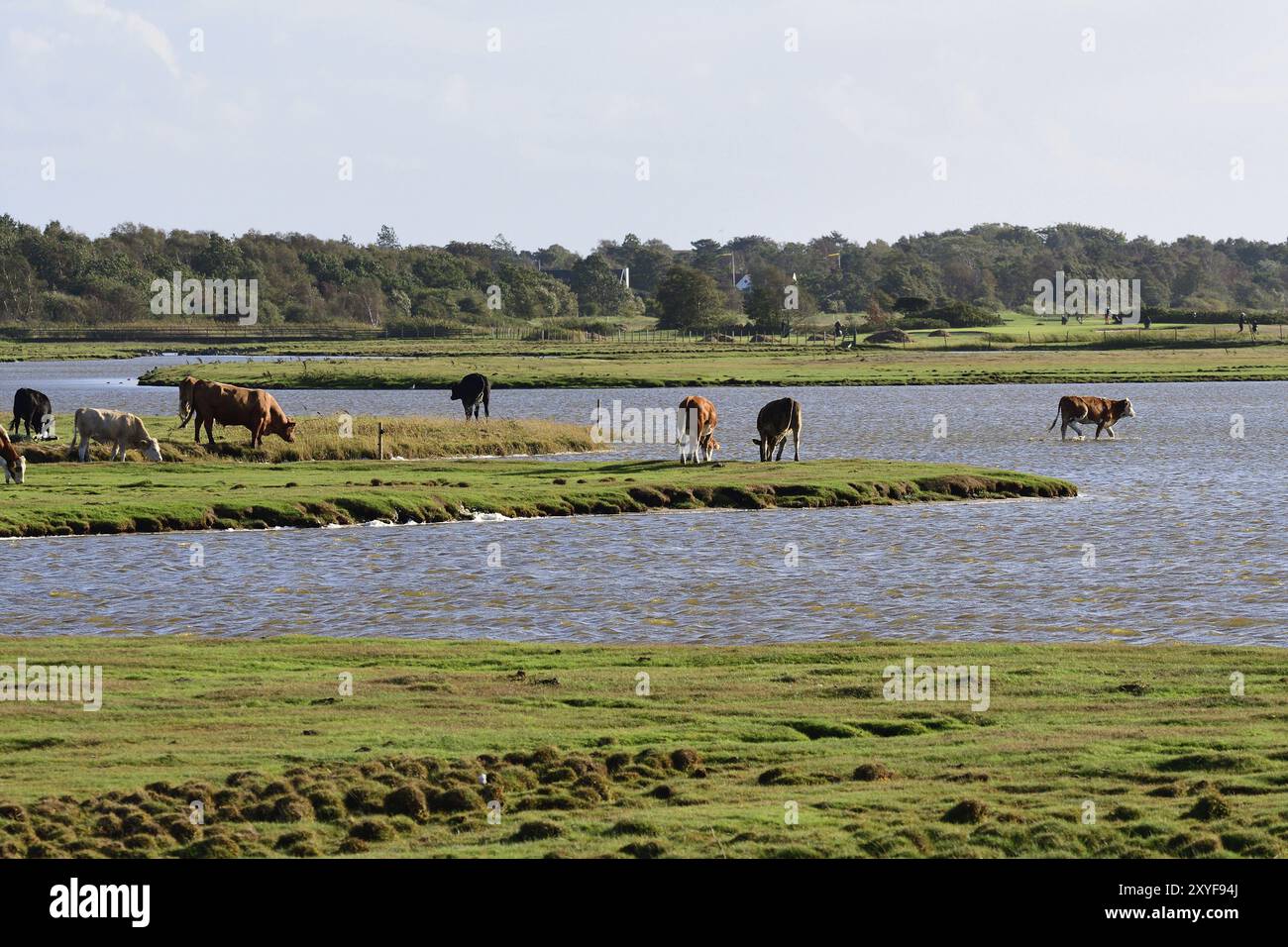 Scottish sea salt hi-res stock photography and images - Alamy
