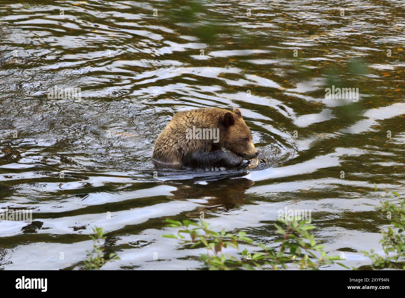 Grizzly bear in Knight Inlet in Canada Stock Photo - Alamy