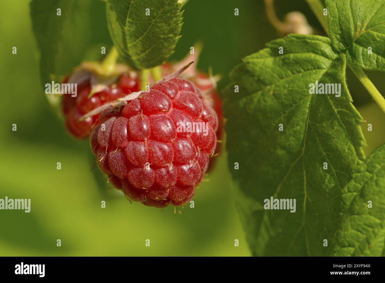 Raspberry branches ripe fruits in hi-res stock photography and images ...