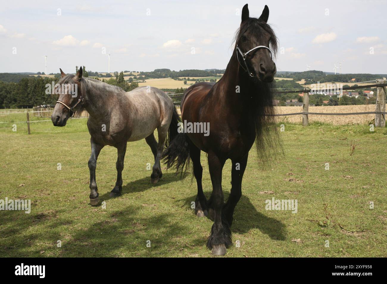 Arabian mix and Friesian Stock Photo - Alamy