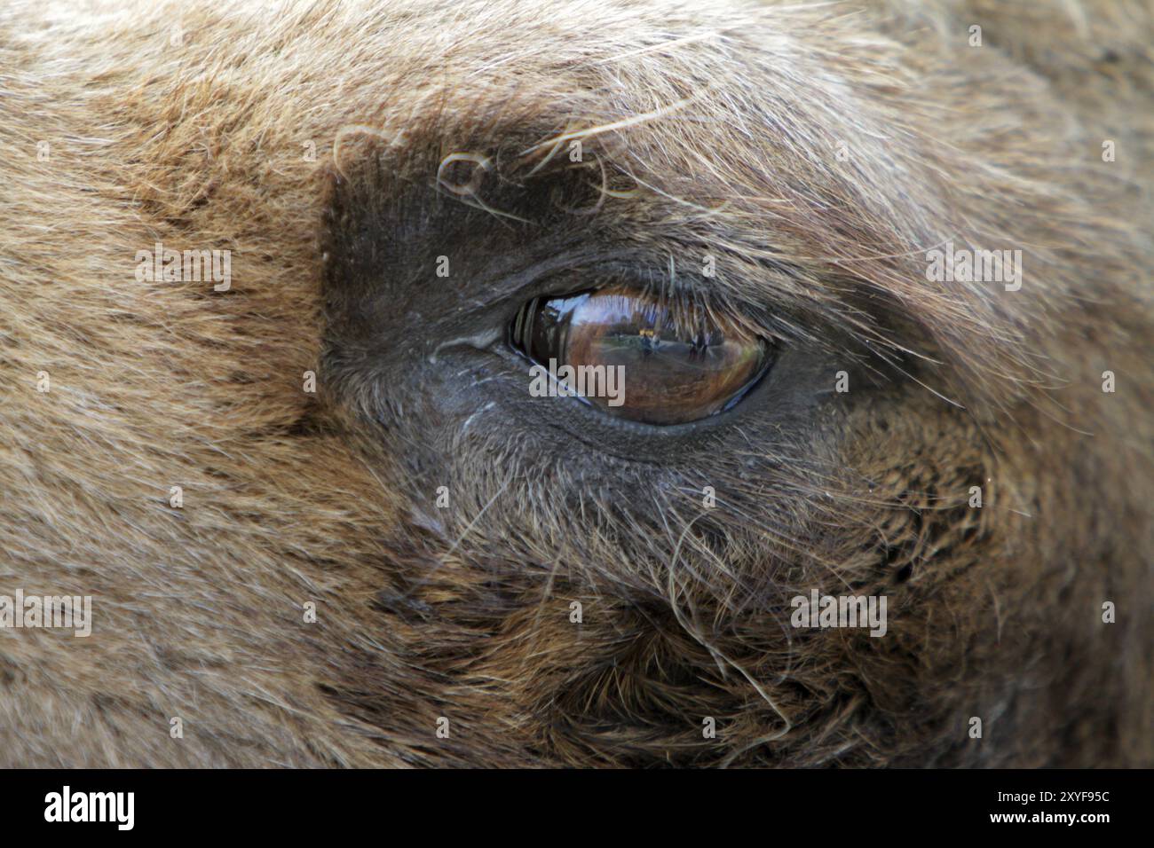 Eye of a Bactrian camel Stock Photo - Alamy