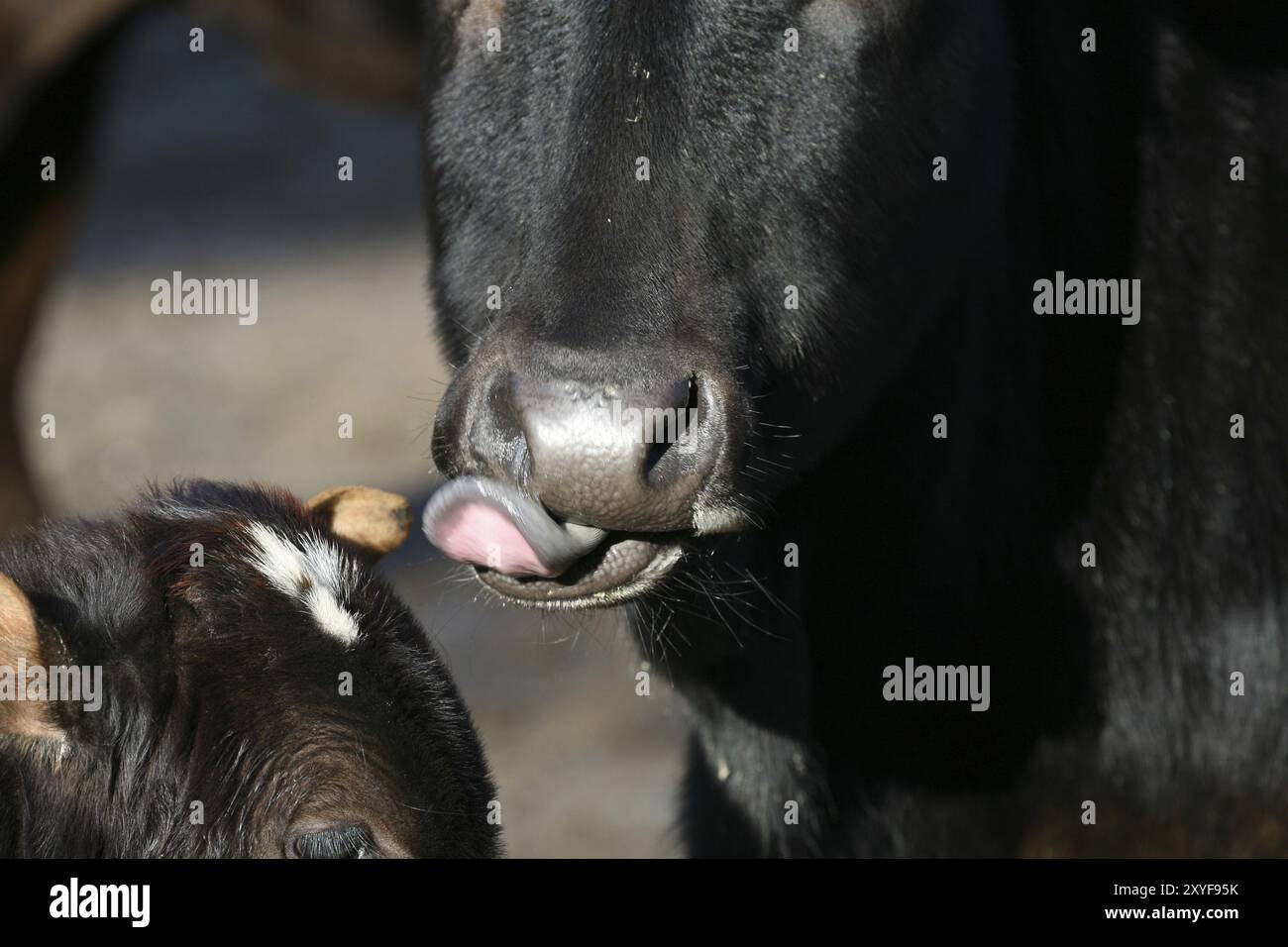 Tongue of a humpback cattle Stock Photo - Alamy