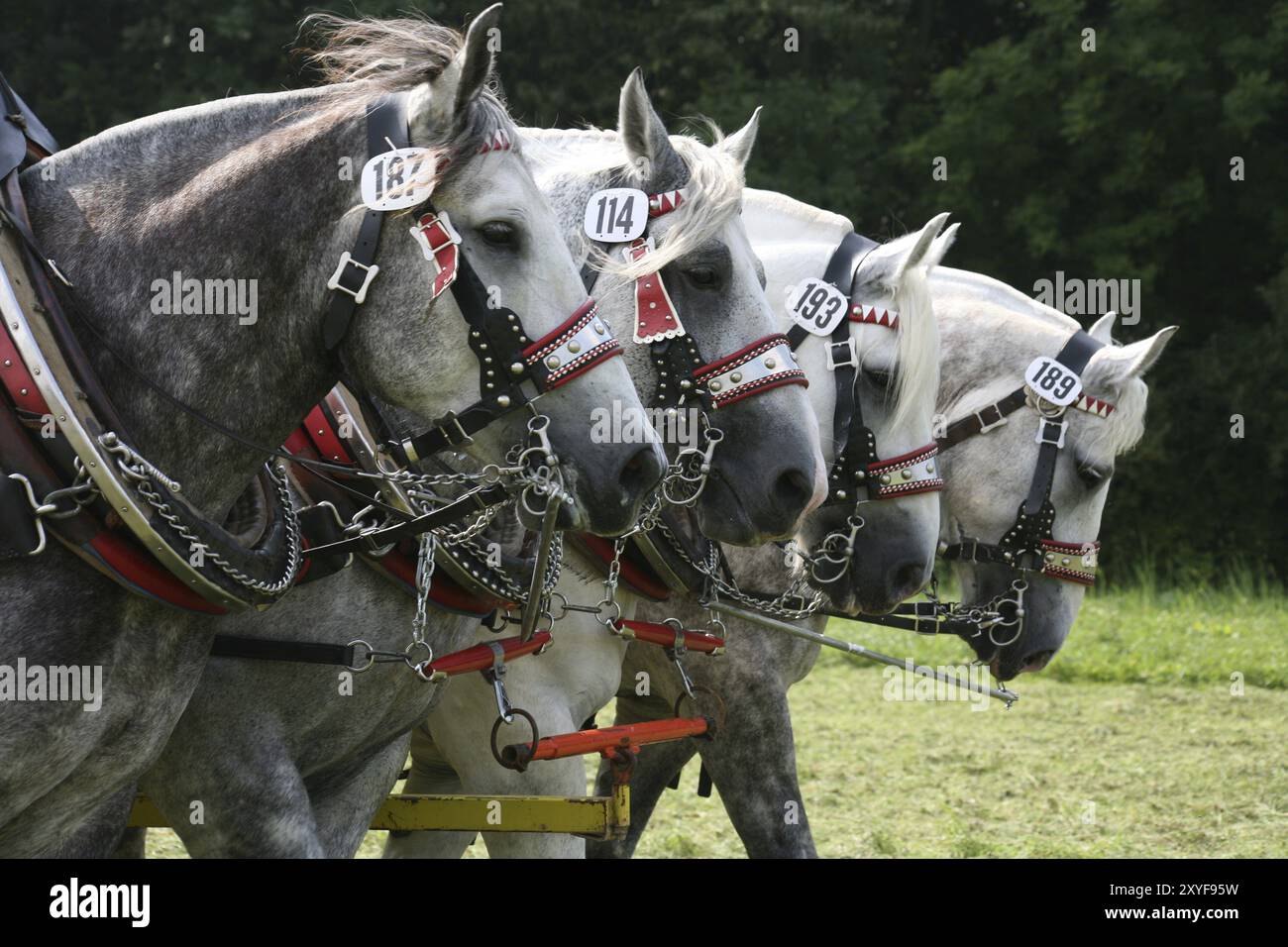 Four in hand carriages hi-res stock photography and images - Alamy
