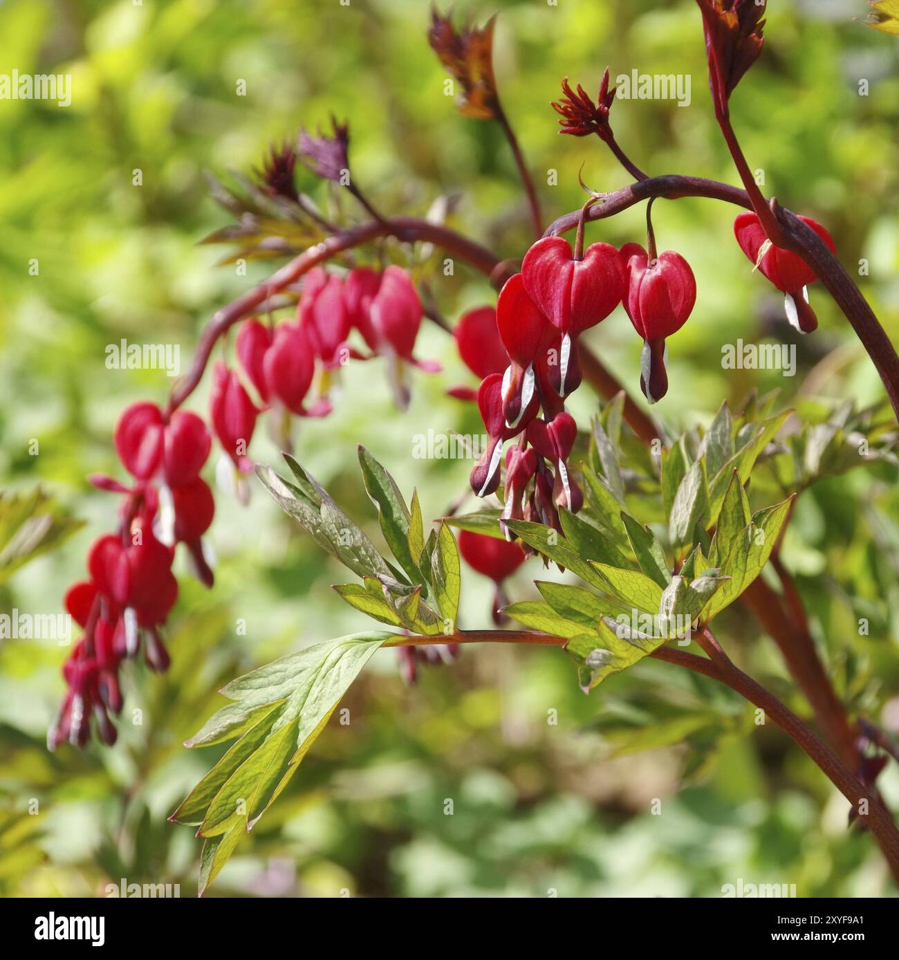 Weeping hearts flower hi-res stock photography and images - Alamy