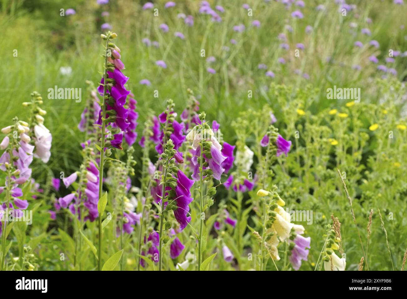 Blossoming foxglove in summer hi-res stock photography and images - Alamy