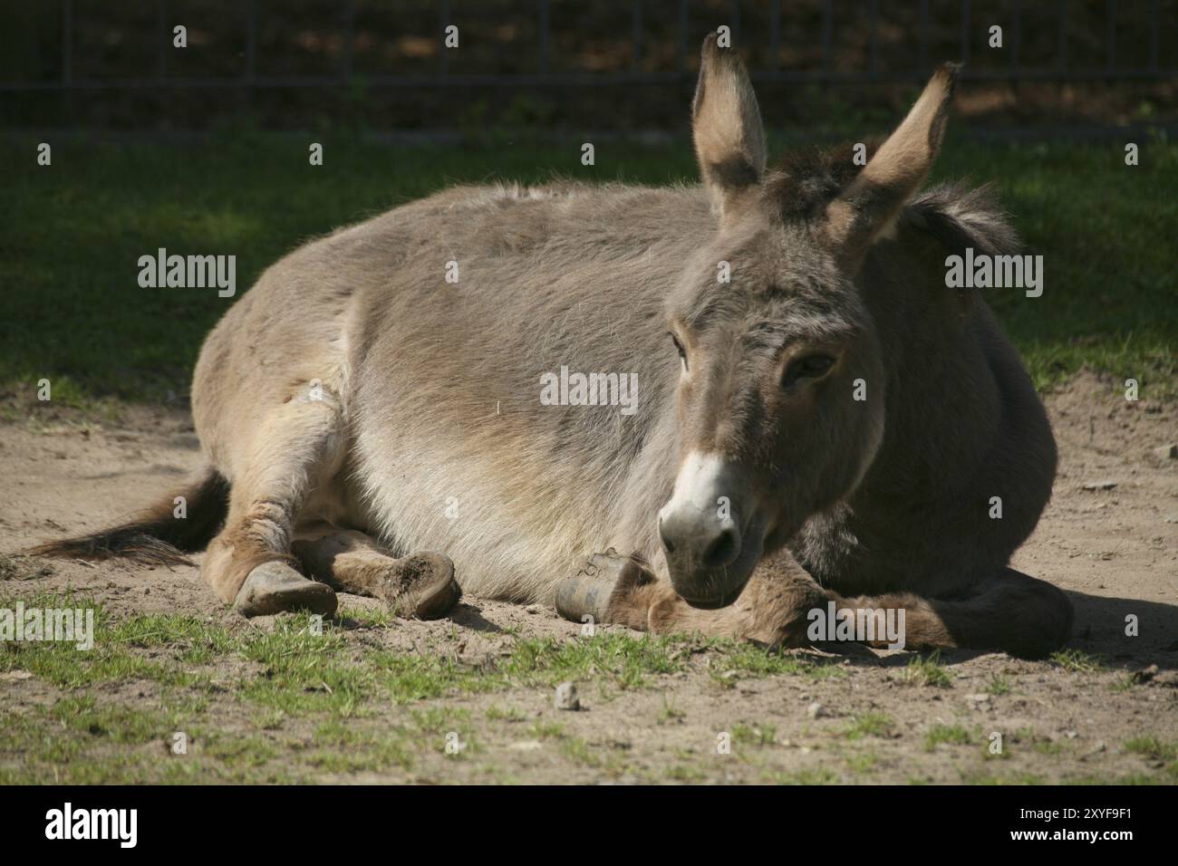 Equus asinus asinus Stock Photo - Alamy