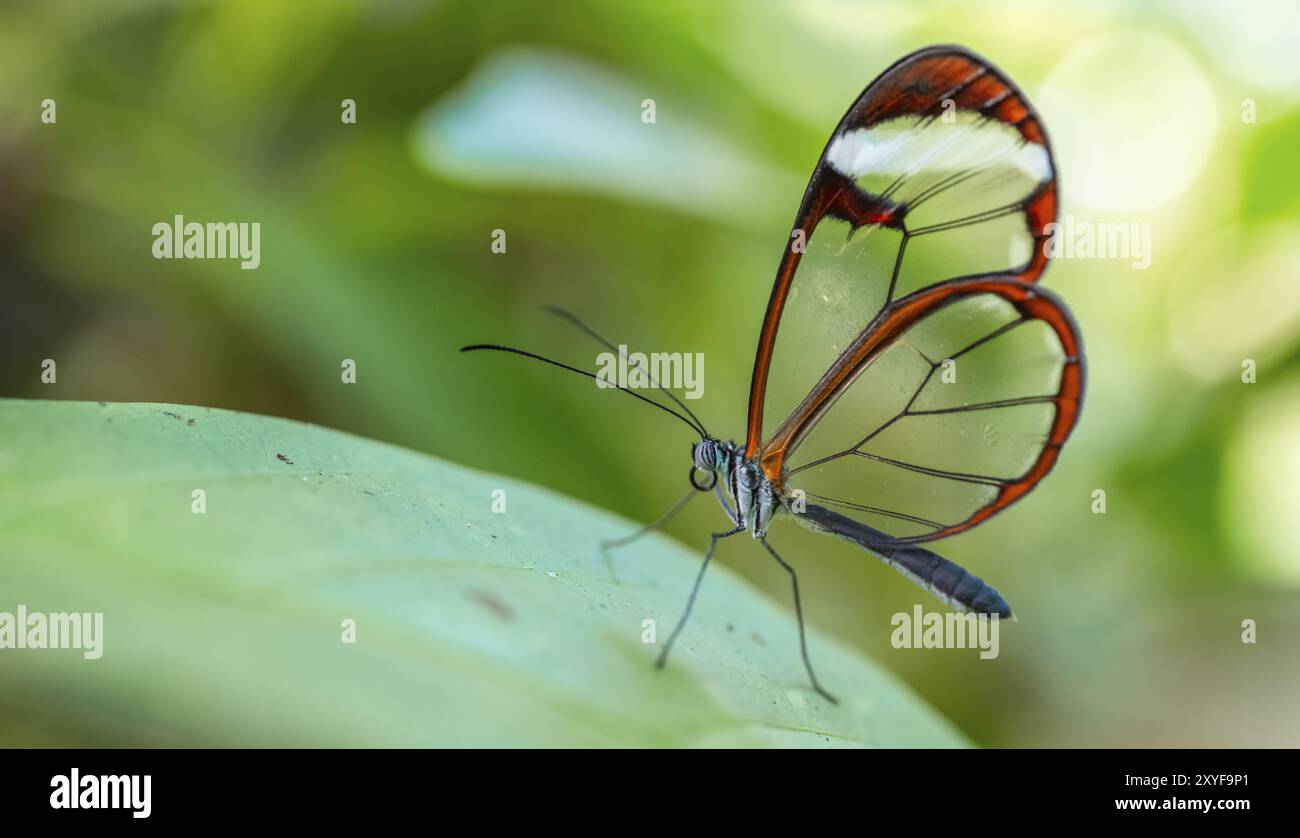 Glasswing butterfly (Greta oto), butterfly with transparent wings ...