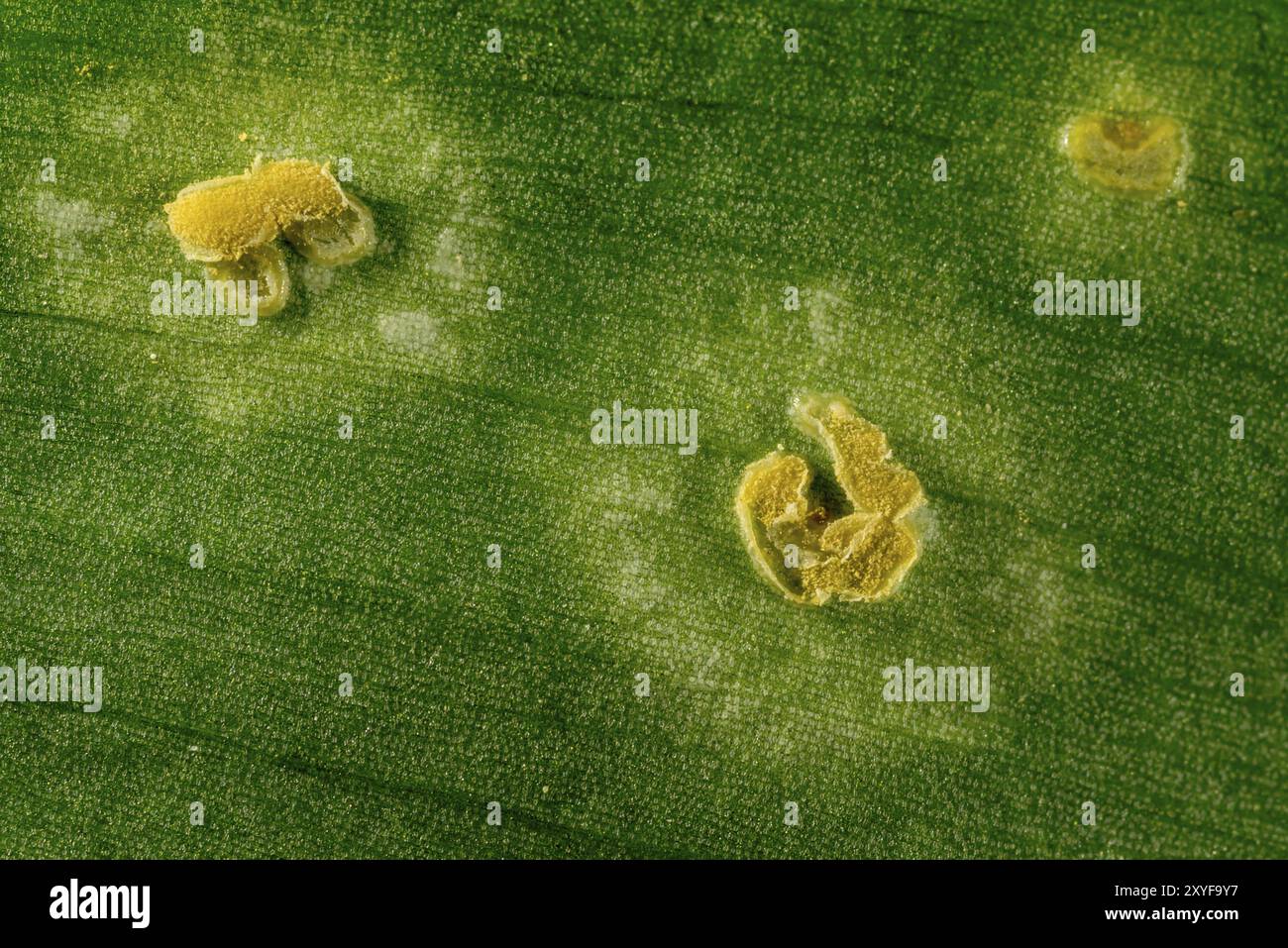 Wild garlic leaf with fungal infestation Stock Photo - Alamy