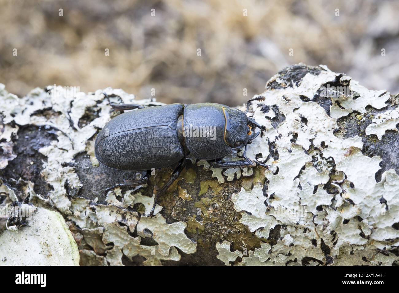 Balkenschroeter, lesser stag beetle, Dorcus parallelipipedus Stock ...