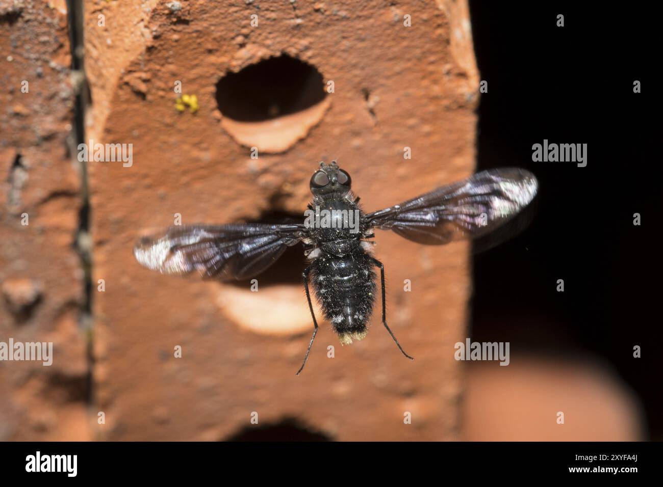 Mourning hoverfly, Anthrax anthrax, bee fly Stock Photo - Alamy