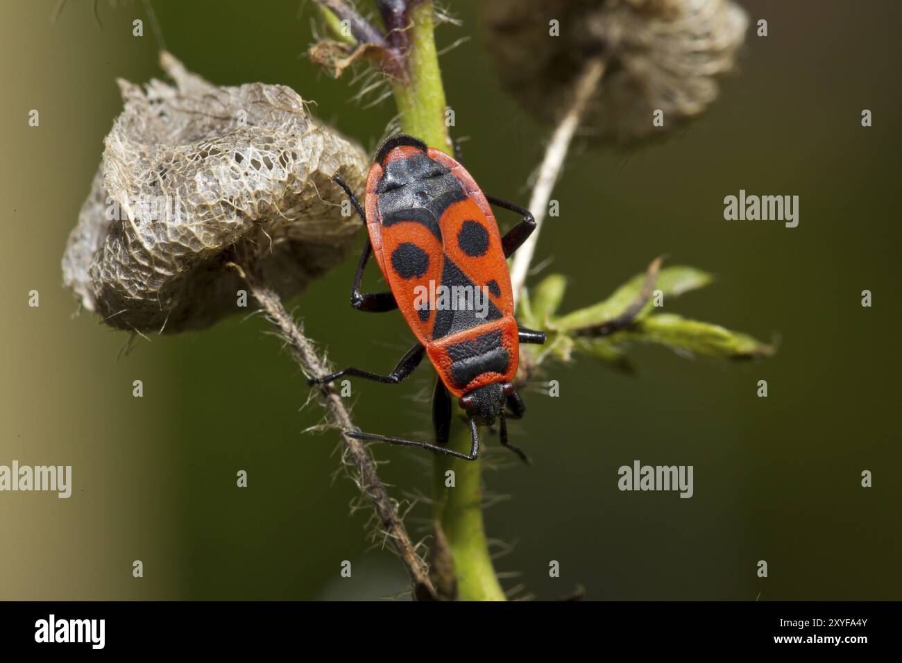 Common fire bug, Pyrrhocoris apterus, firebug Stock Photo - Alamy