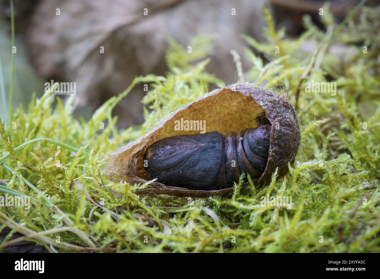 Cocoon of Small emperor moth, Saturnia pavonia, cocoon of small emperor ...