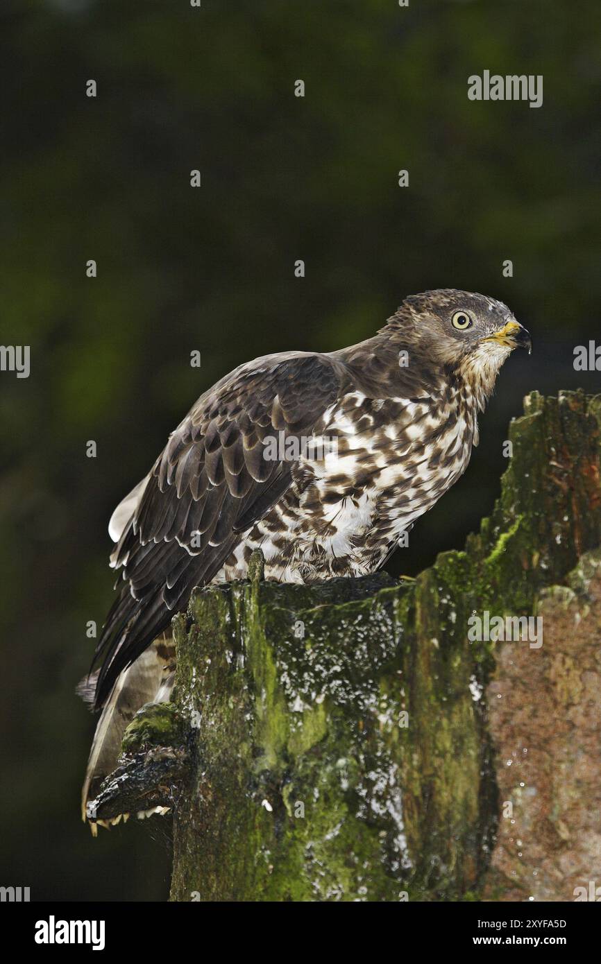 Honey buzzard, female, Pernis apivorus, European honey buzzard, female ...