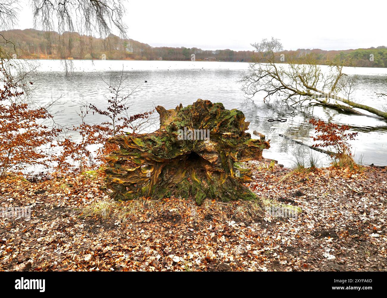 Talkin Tarn country park near Brampton, Cumbria Stock Photo - Alamy