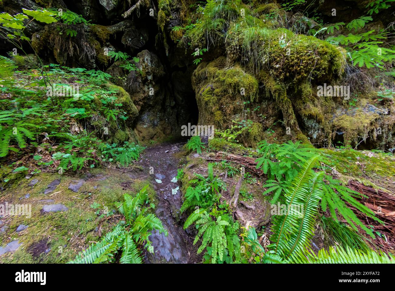 Old mine along Shady Lane Trail at Staircase, Olympic National Park ...