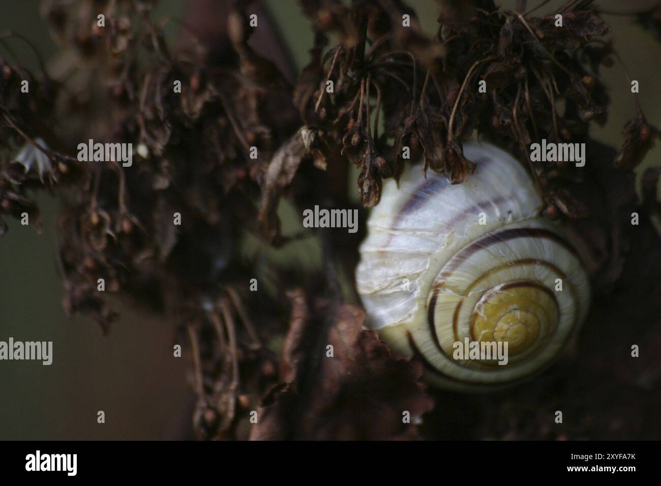 Snails casing hi-res stock photography and images - Alamy