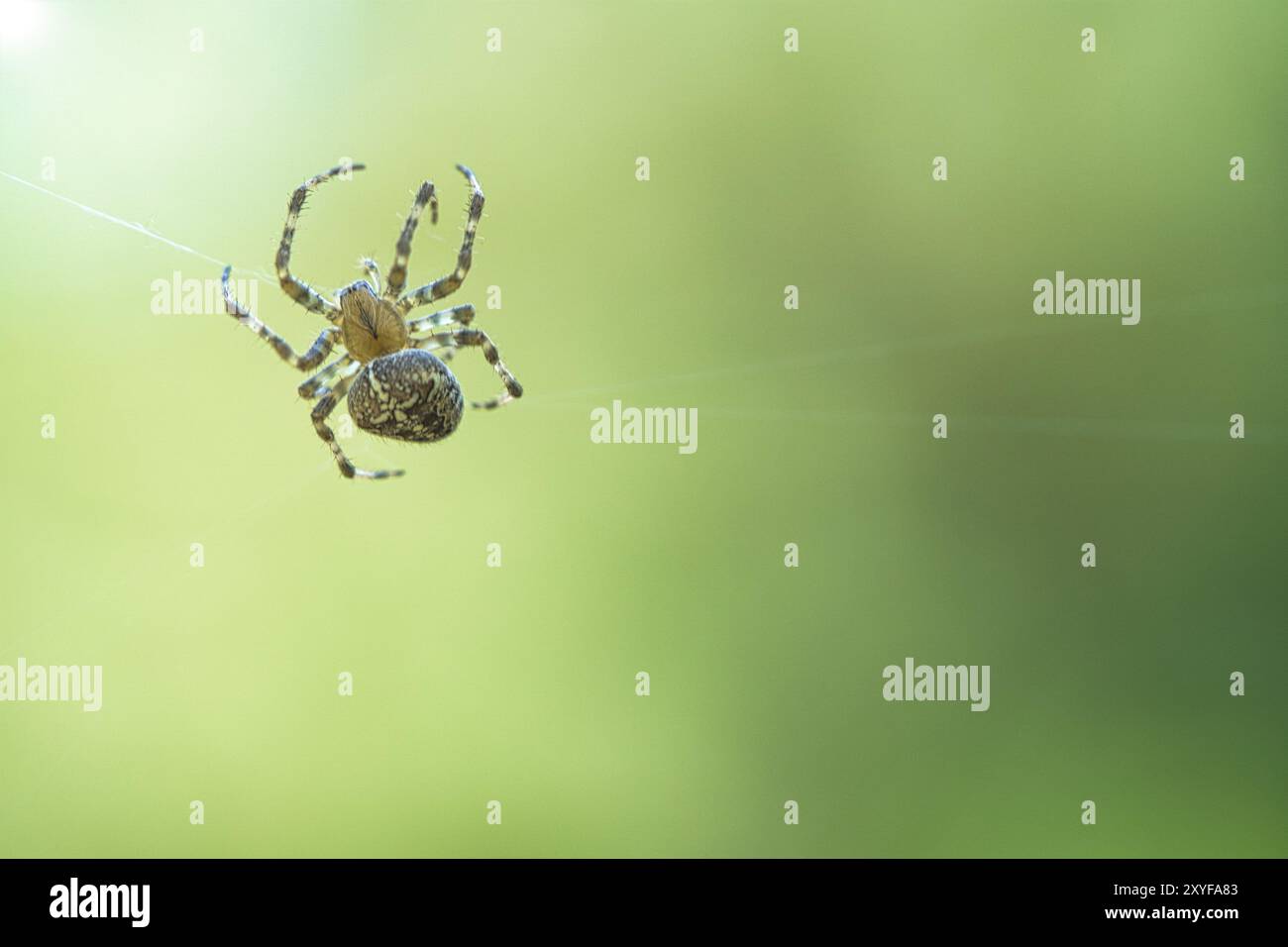 Cross spider crawling on a spider thread. Halloween fright. Blurred ...