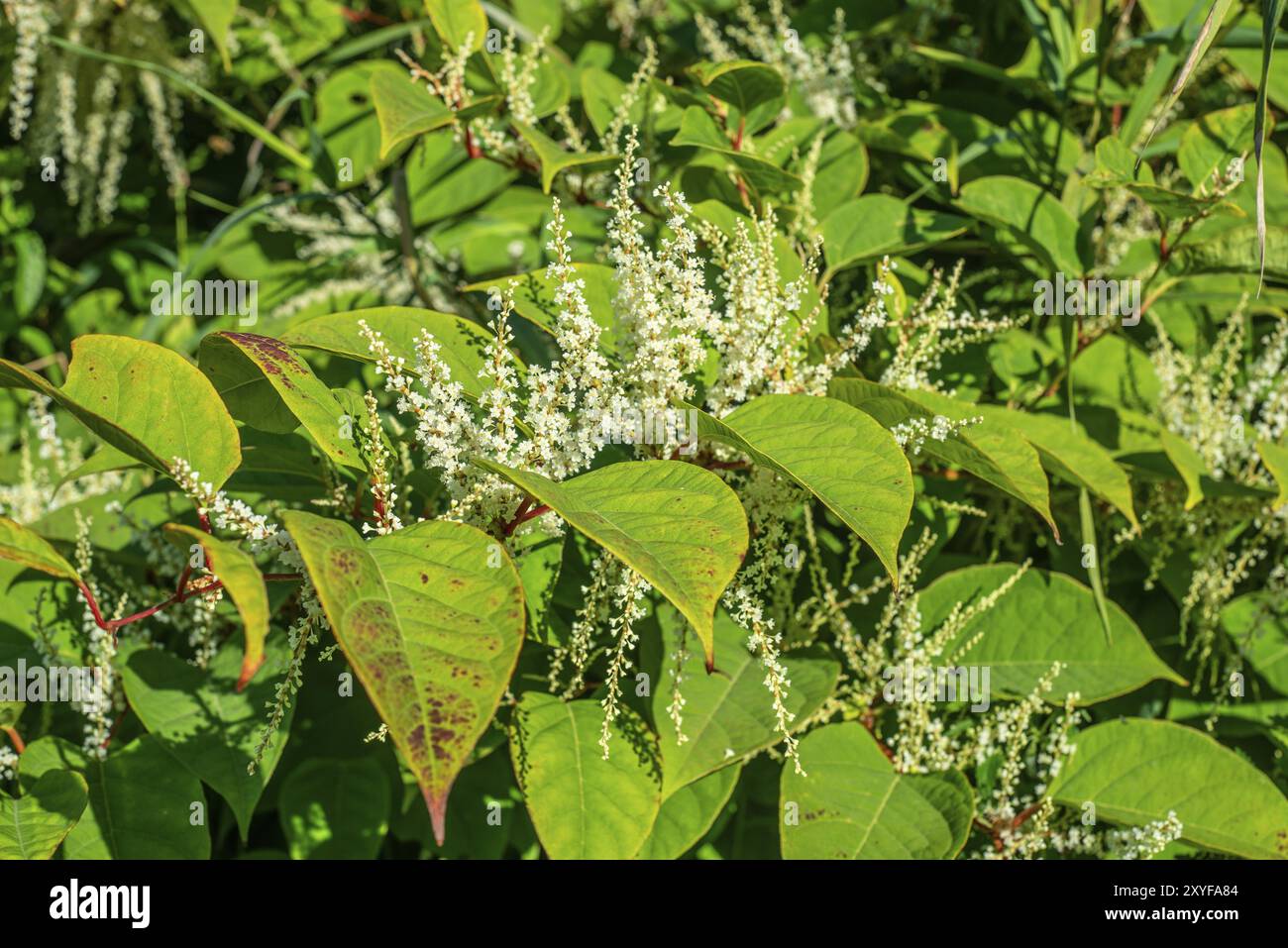 Flowering Japanese Knotweed (Fallopia Japonica), an invasive piece in a ...
