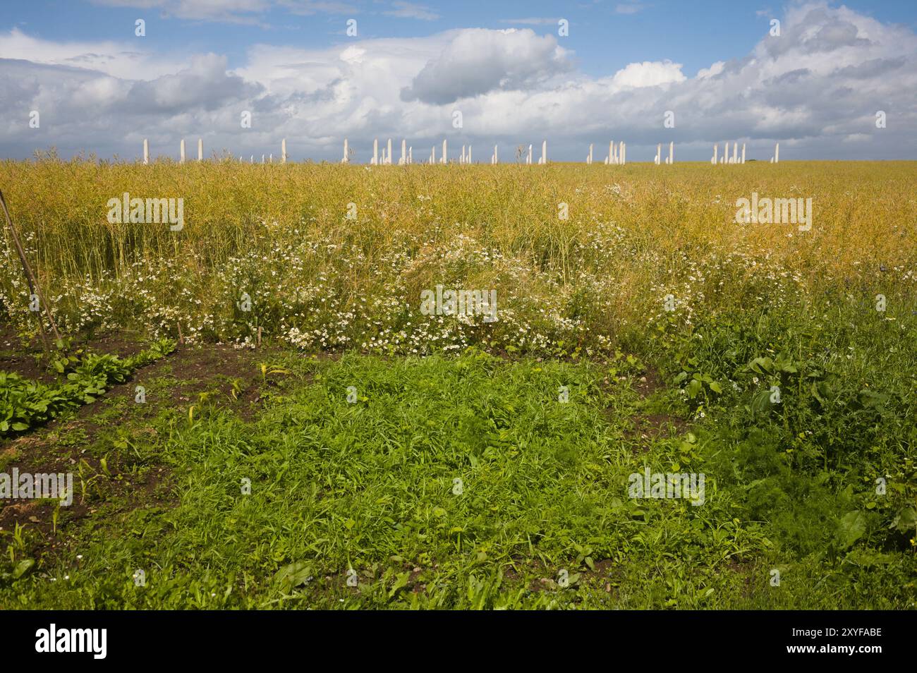 field with lush summer growth in outer part of monument area in Jelling ...