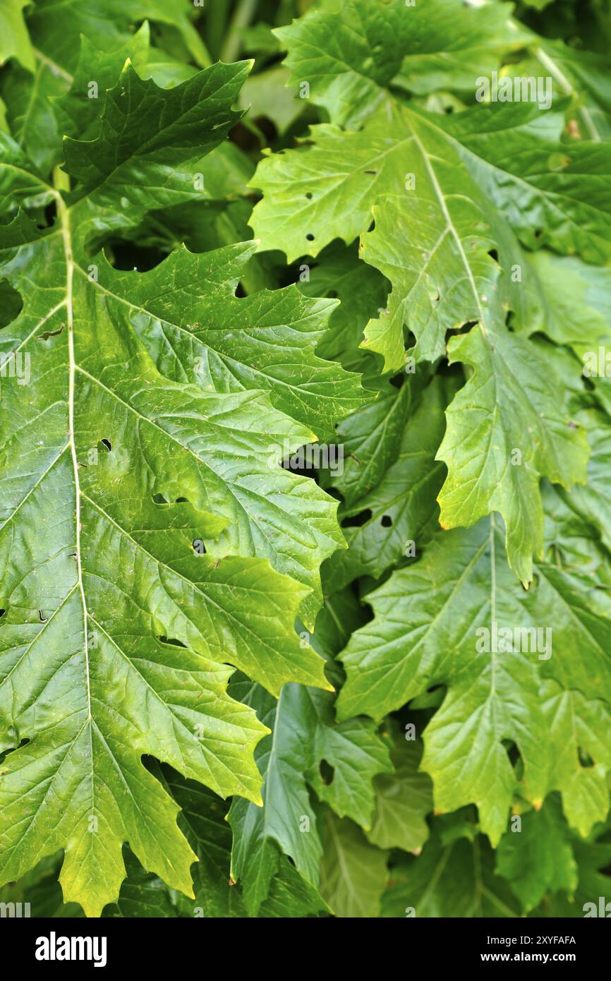 Acanthus hungaricus, Hungarian hogweed, Balkan hogweed, Heracleum ...