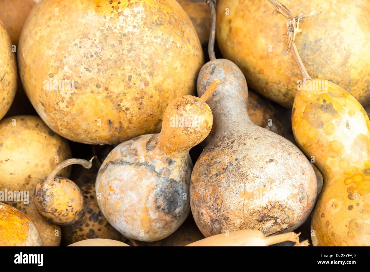 Pear shaped calabash hi-res stock photography and images - Alamy