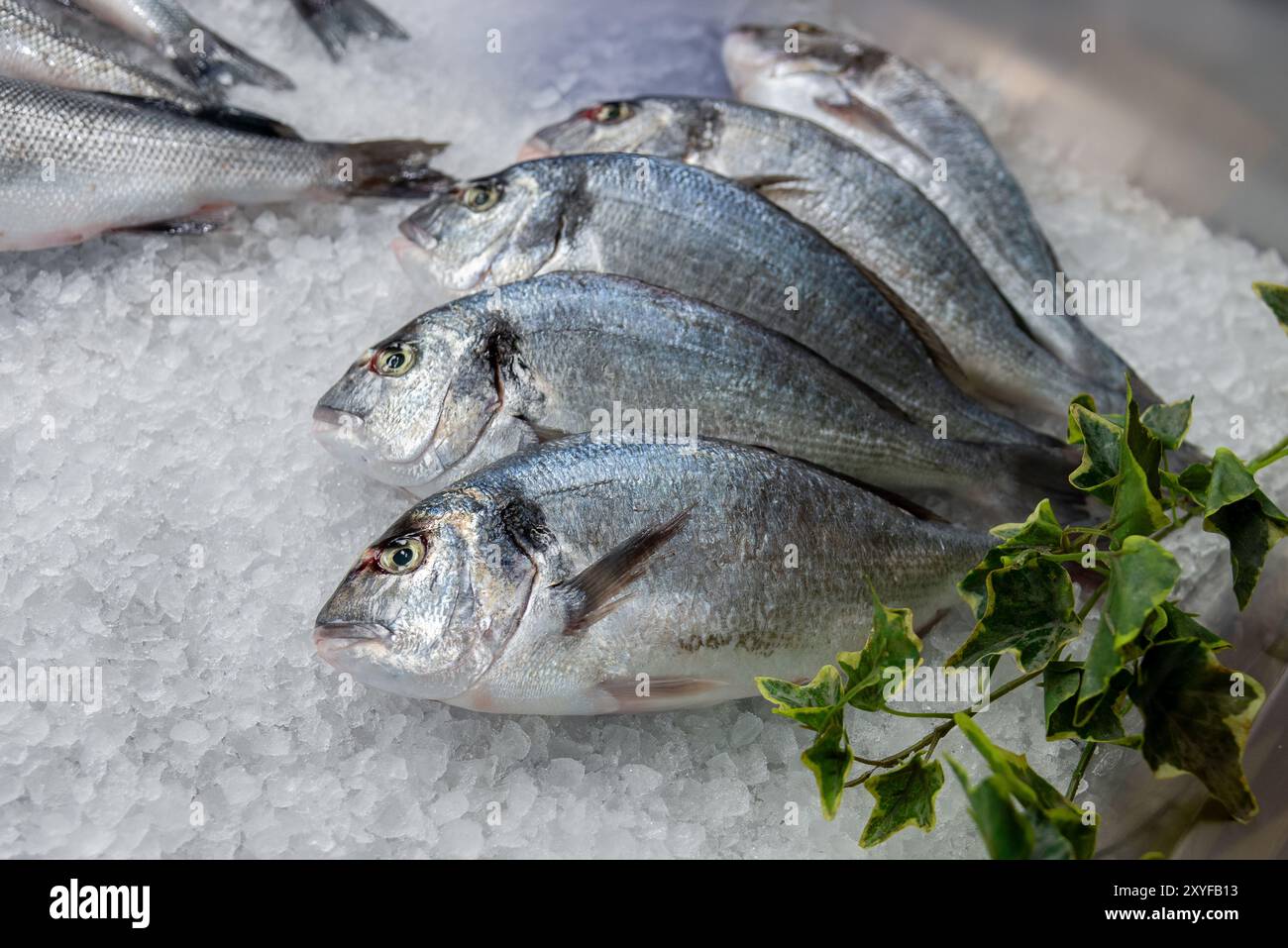 Snapper fish fillet on ice hi-res stock photography and images - Alamy