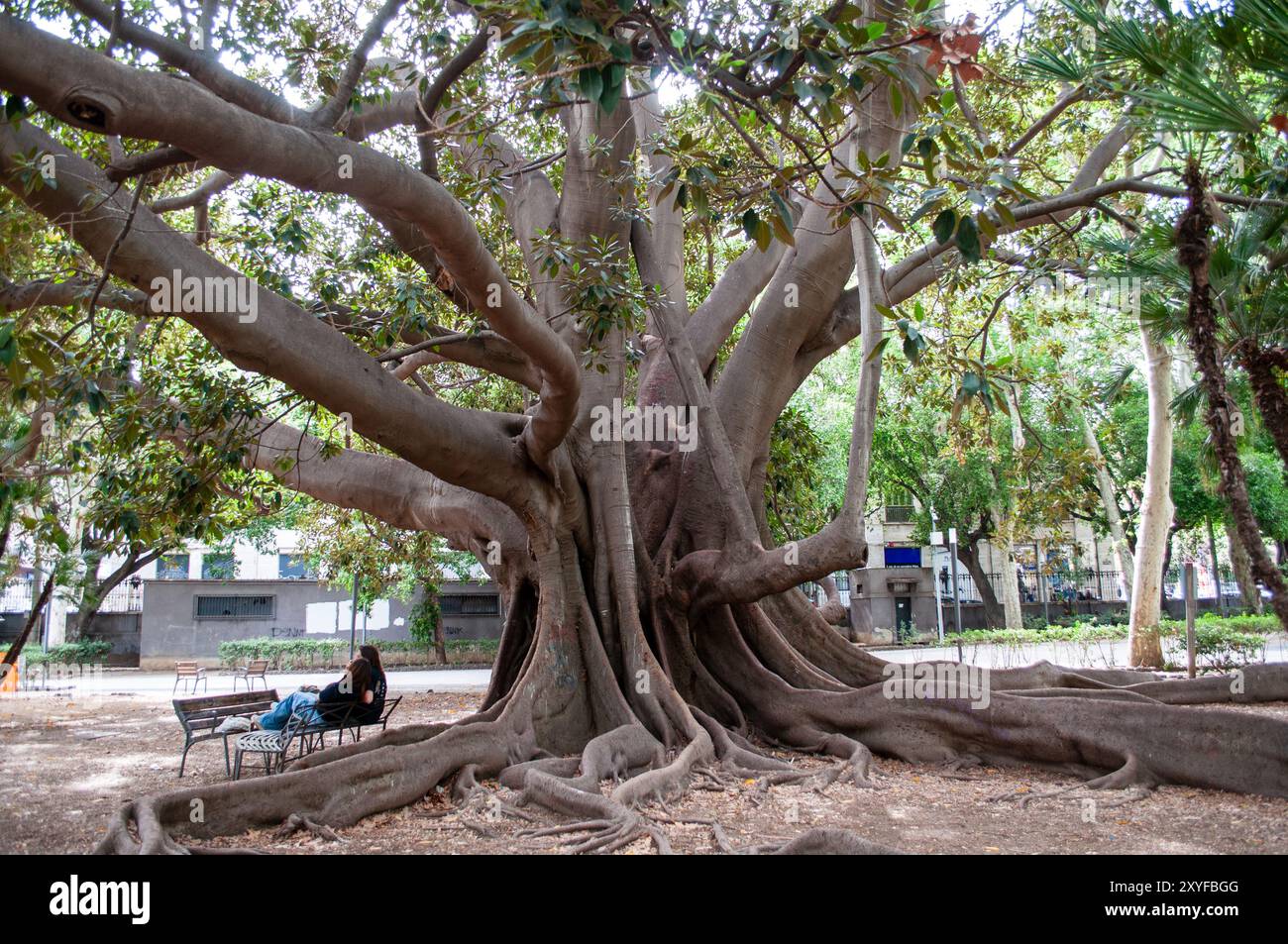 Grandtrees hi-res stock photography and images - Alamy