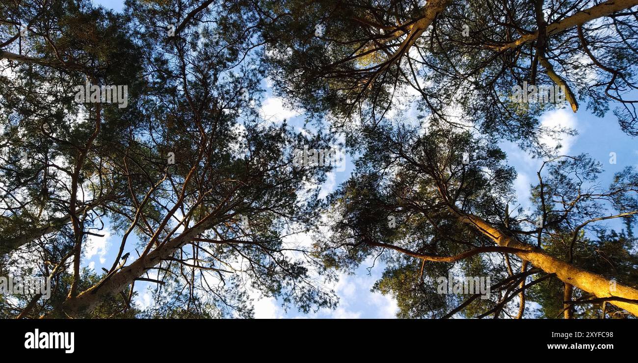 Illuminate treetop hi-res stock photography and images - Alamy