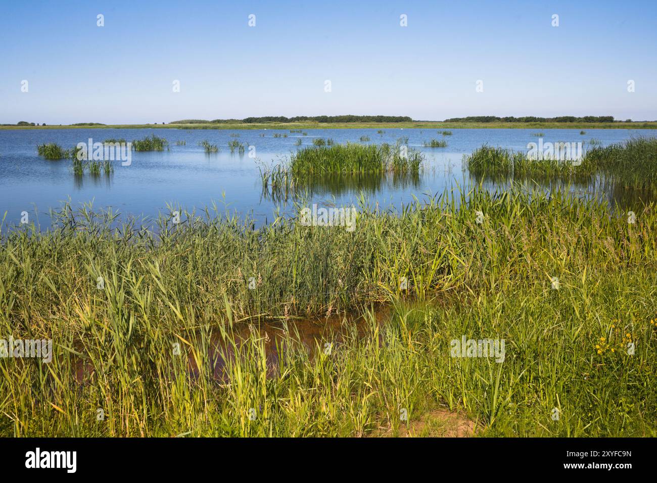 Hestholm lake in Skjern river national park between Lonborg and Skjern ...