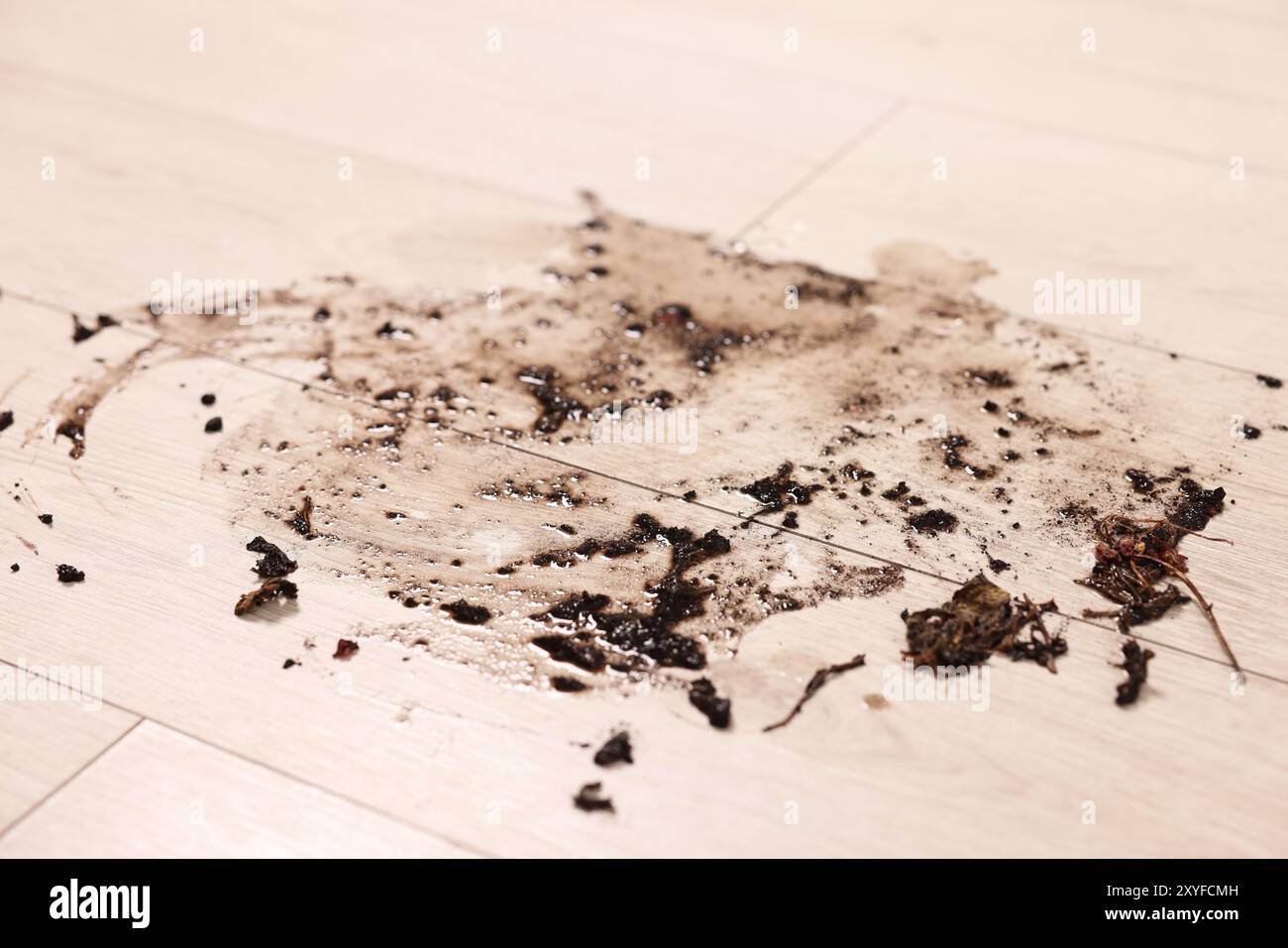 Mud stain on wooden floor indoors, closeup Stock Photo - Alamy
