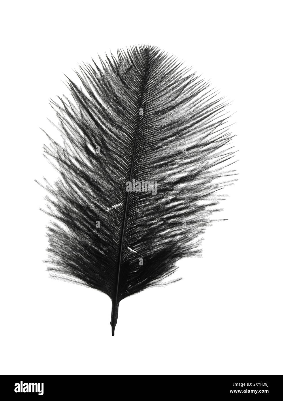 Beautiful black bird feather isolated on white Stock Photo - Alamy